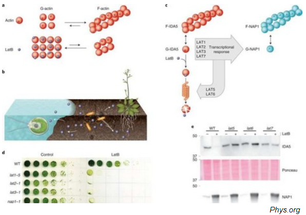 Can algae unlock the secrets of photosynthesis? - R2T Industry (H.K.) Ltd.